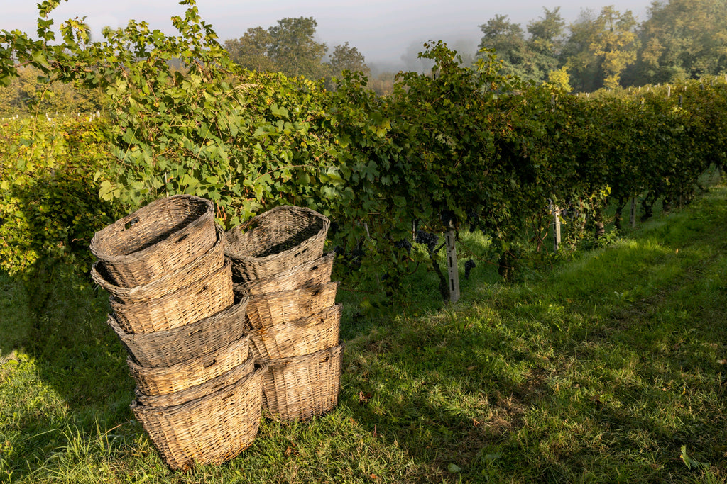 Biodynamikkens hemmeligheder – Cappa vin